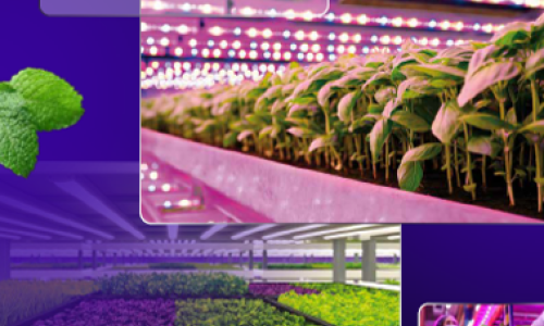 Free Shipping | Graines Voltz - Vertical Farming